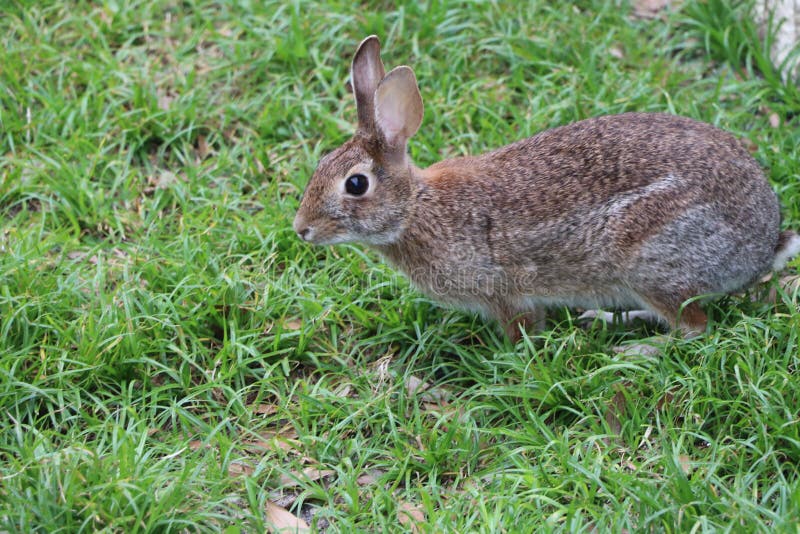 What Mount Rainier Mountain Range Stock Photos - Free & Royalty-Free ...