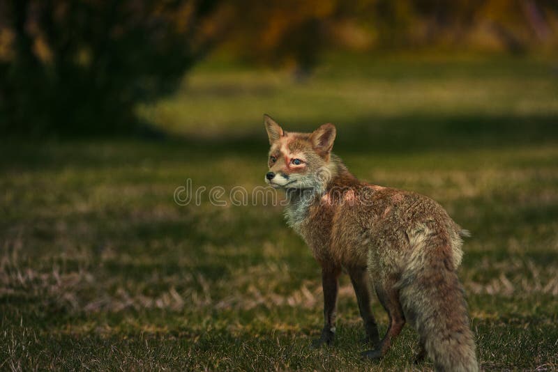 Wildlife, Fox, Red Fox, Fauna Picture. Image: 100261028