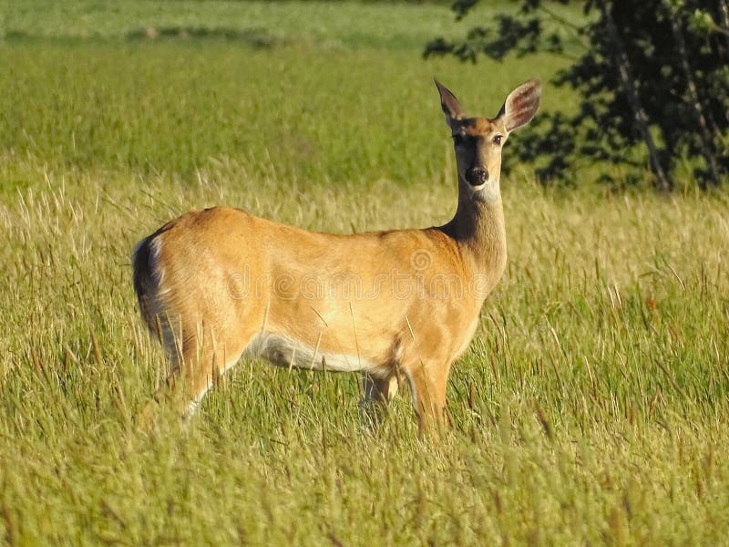 Wildlife, Deer, Ecosystem, Wilderness Picture. Image: 100250085