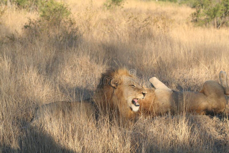 Wildlife, Grassland, Lion, Ecosystem Stock Photo - Image of ecoregion ...