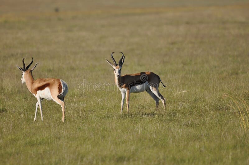 Wildlife, Grassland, Springbok, Gazelle Picture. Image: 114712158