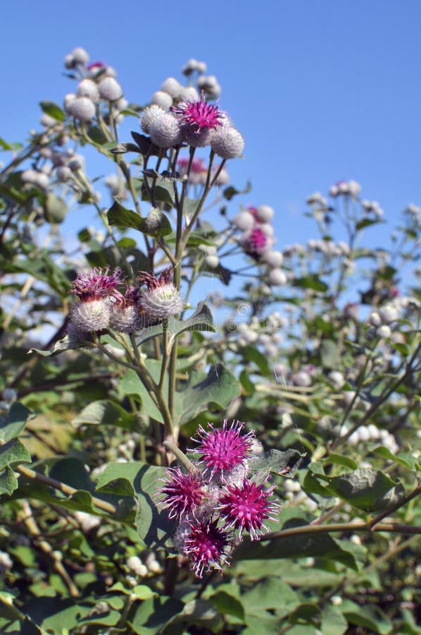 In the Wildlife Grows Burdock (Arctium Stock Photo - Image of vitamin ...