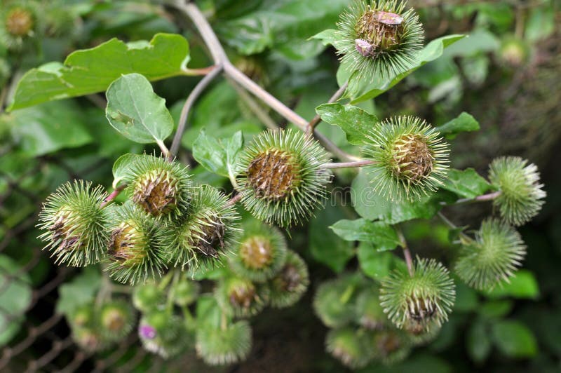 In the Wildlife Grows Burdock (Arctium Stock Photo - Image of bloom ...