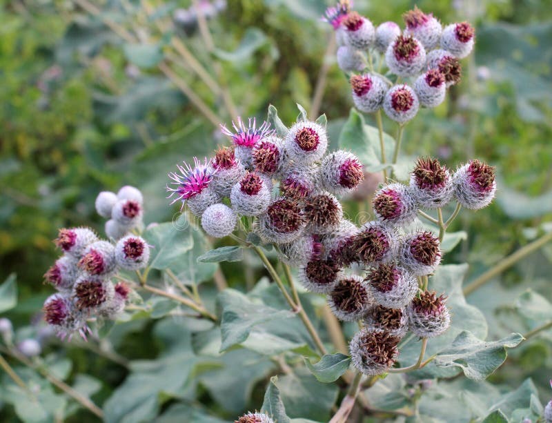 In the Wildlife Grows Burdock (Arctium Stock Image - Image of herb ...