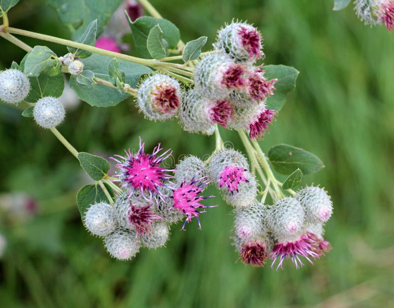 In the Wildlife Grows Burdock (Arctium Stock Photo - Image of vegetable ...