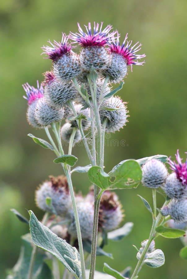 In the Wildlife Grows Burdock (Arctium Stock Photo - Image of flowers ...