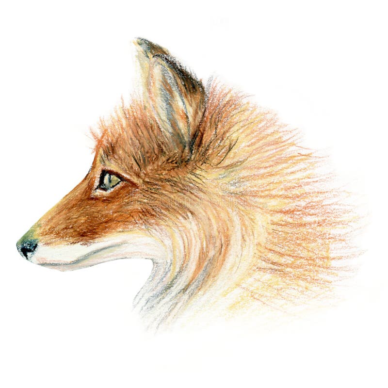 Wildlife Illustration of Fox in Colored Pencils Stock Photo - Image of ...