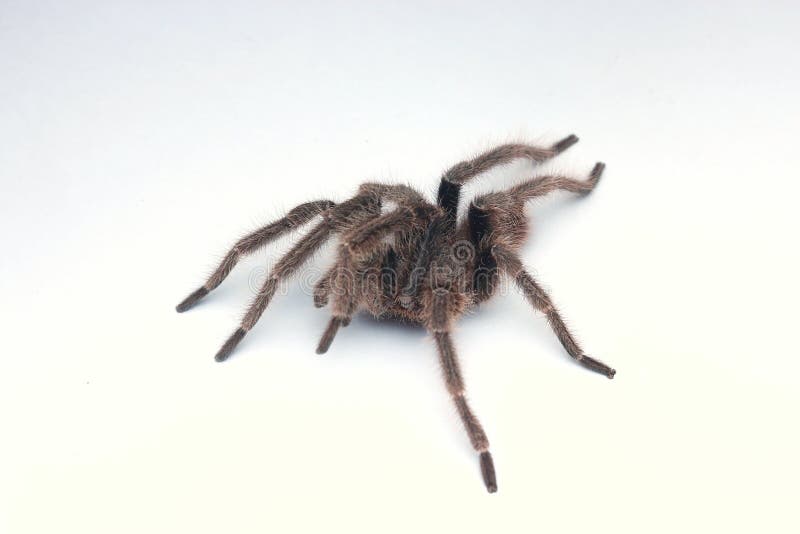 Wildlife Image of Tarantula with White Background Stock Photo - Image ...