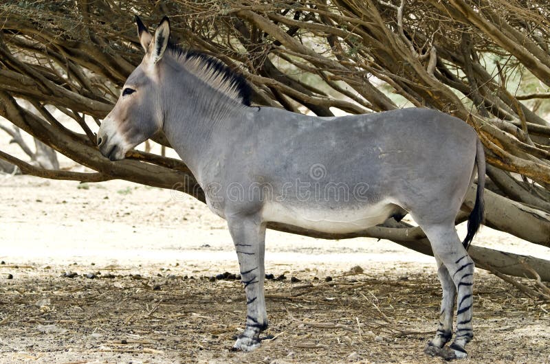 Wildlife of Israeli Savanna Stock Photo - Image of wild, national: 24833758