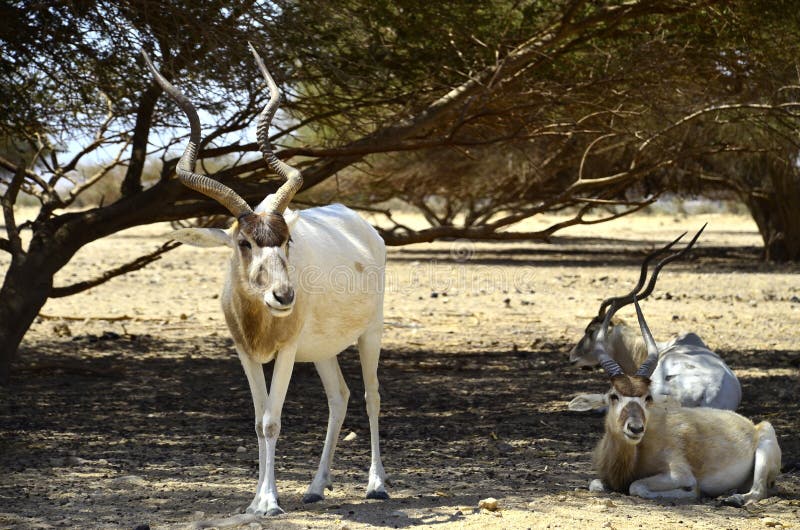 Wildlife of Israeli Savanna Stock Photo - Image of wild, national: 24833758