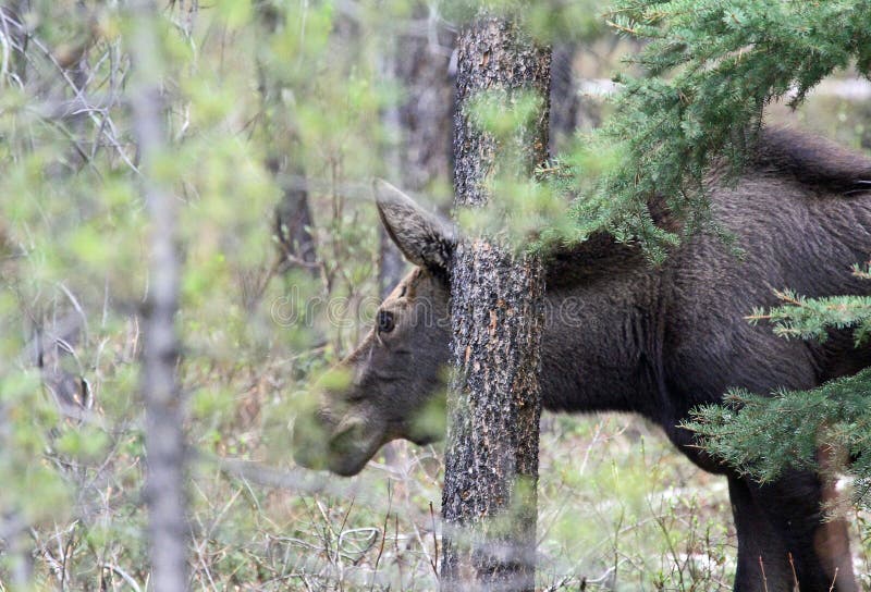 Moose from Behind in the River Stock Image - Image of moose, foret ...