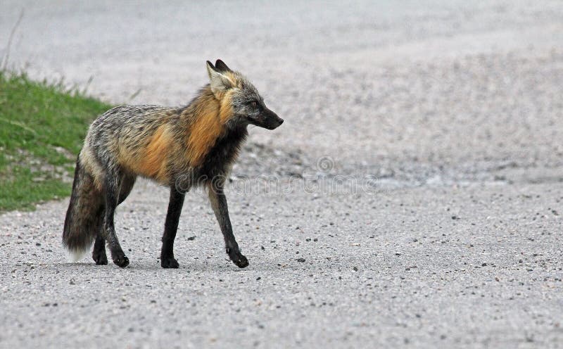 Fox on the road stock photo. Image of rockies, relax - 154552612