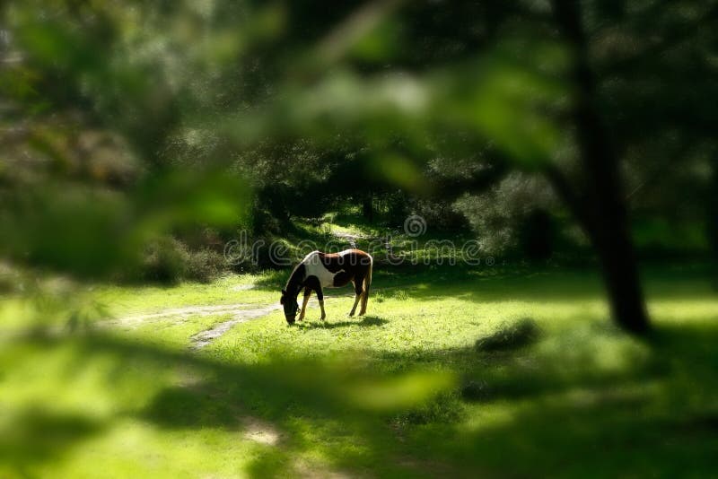 Wildlife landscape stock photo. Image of field, park - 10194818