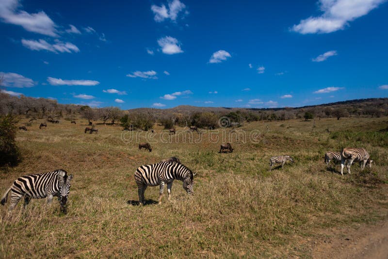Wildlife Landscape Animals stock image. Image of colors - 26944687