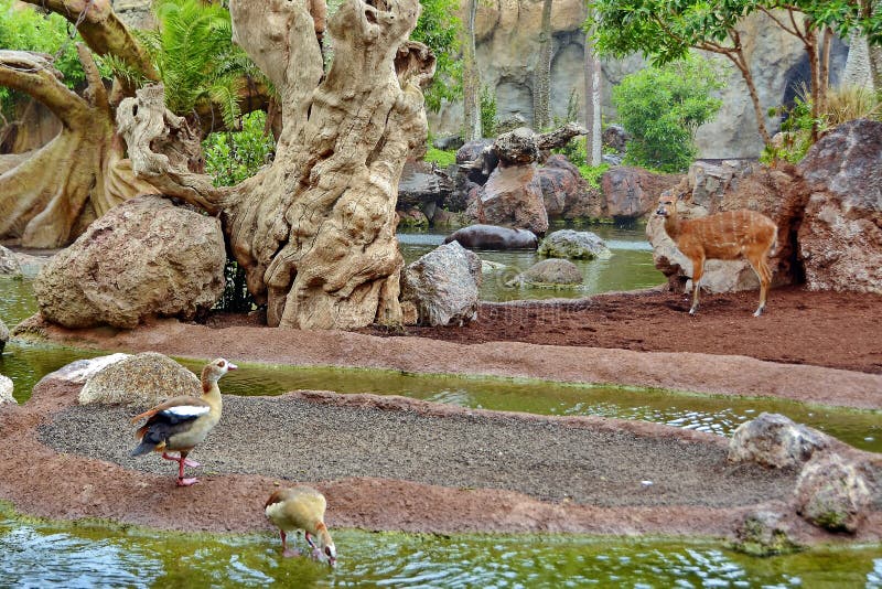 Wildlife stock photo. Image of beautiful, grass, wild - 96270094