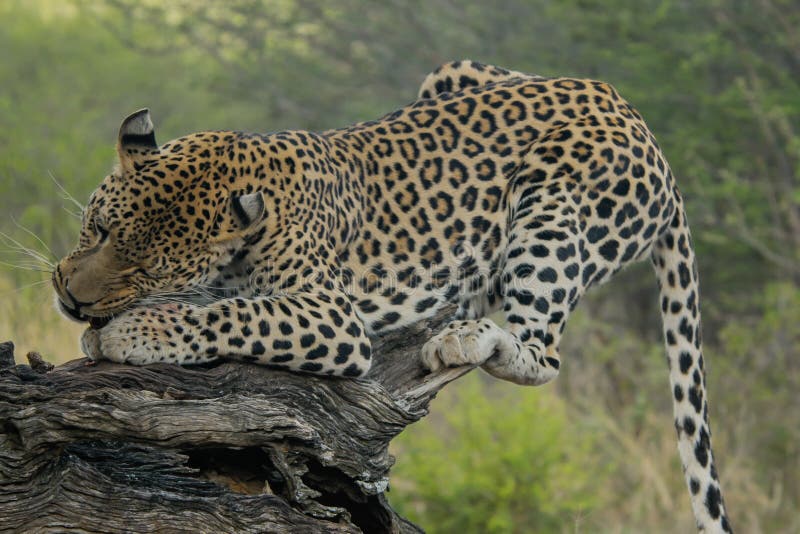 Wildlife - Leopard stock image. Image of green, namibia - 39059395