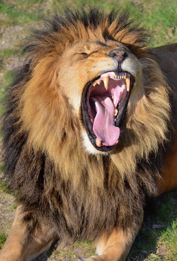 Wildlife, Lion, Facial Expression, Mammal Picture. Image: 101221027
