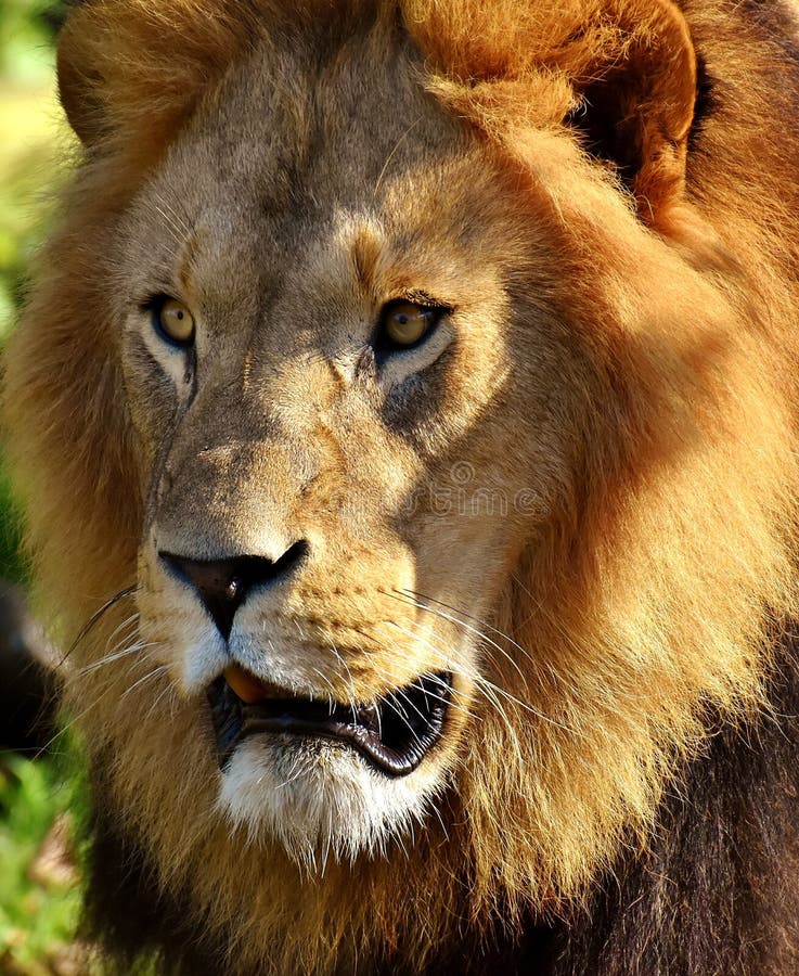 Lion, Wildlife, Terrestrial Animal, Mammal Picture. Image: 102644638