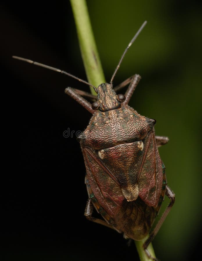 Wildlife Macro Image of Stink Bug Stock Photo - Image of creature ...