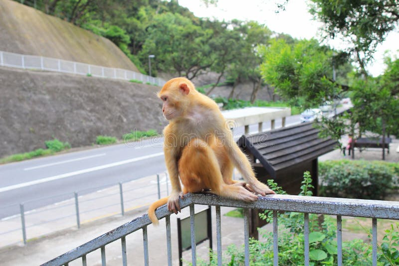 Wildlife Monkey in Hong Kong Stock Photo - Image of jungle, sitting ...