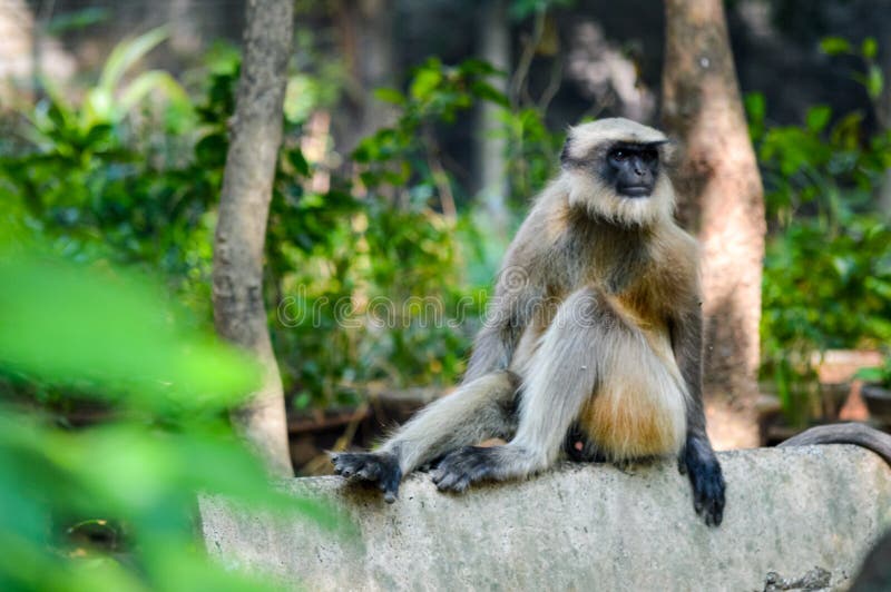 Wildlife Monkey Nature Jungle Landscape Stock Photo - Image of ...