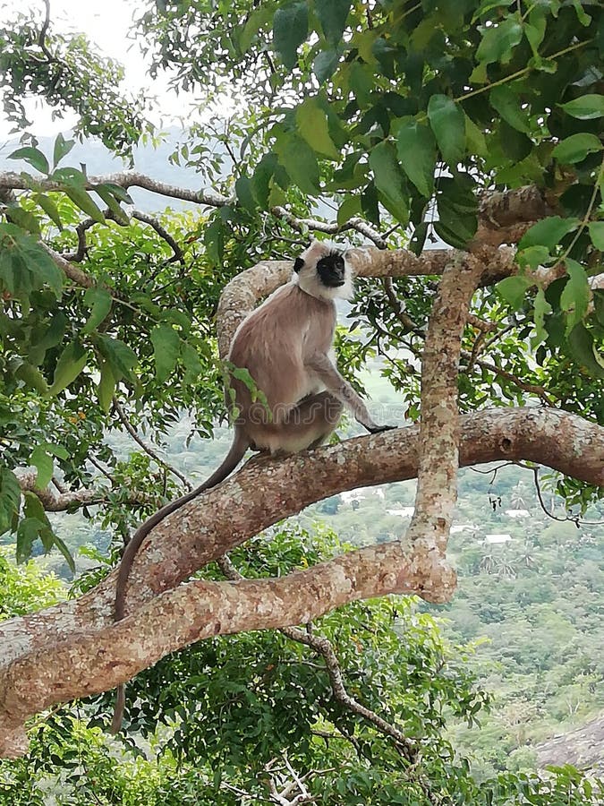 Wildlife, monkey on tree stock image. Image of nature - 231933631