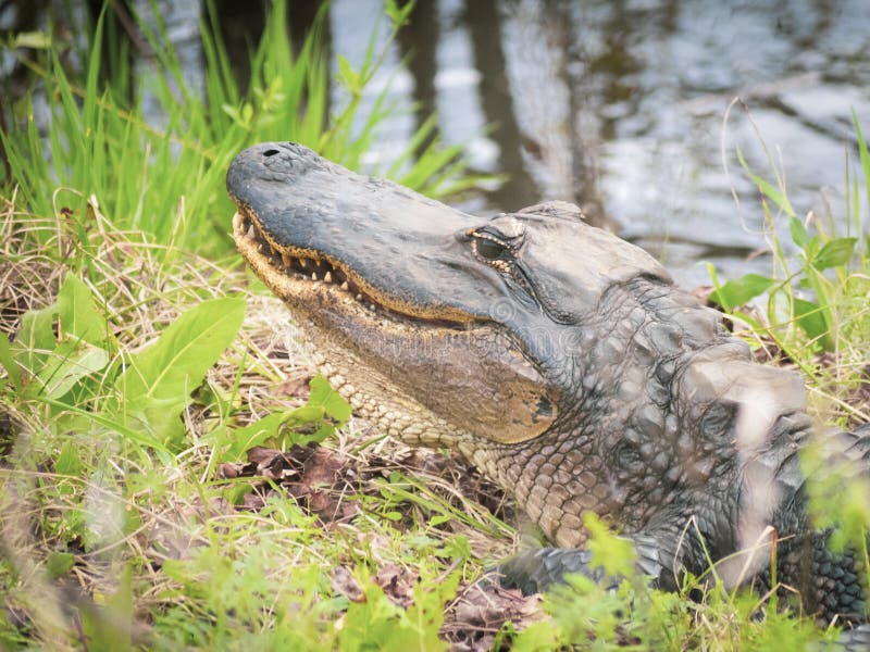 233 Smiling Alligator Stock Photos - Free & Royalty-Free Stock Photos ...