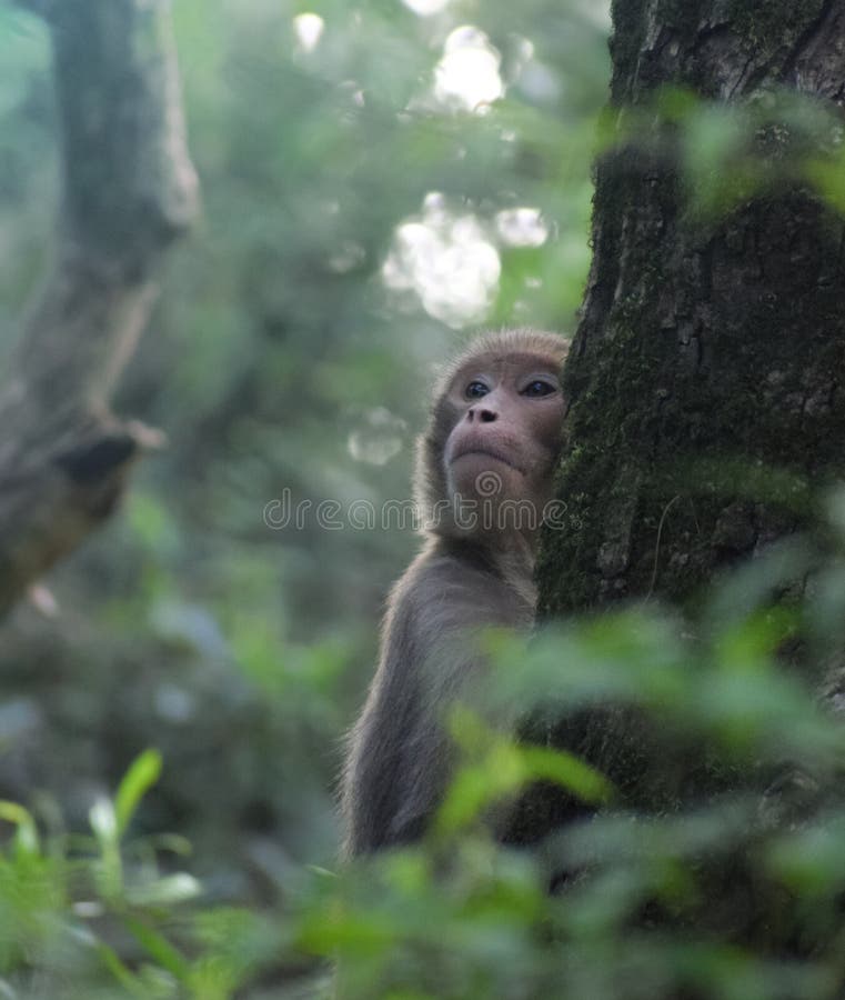 You Can See the Spark in Eyes of this Highly Active Animal. Monkeys are ...