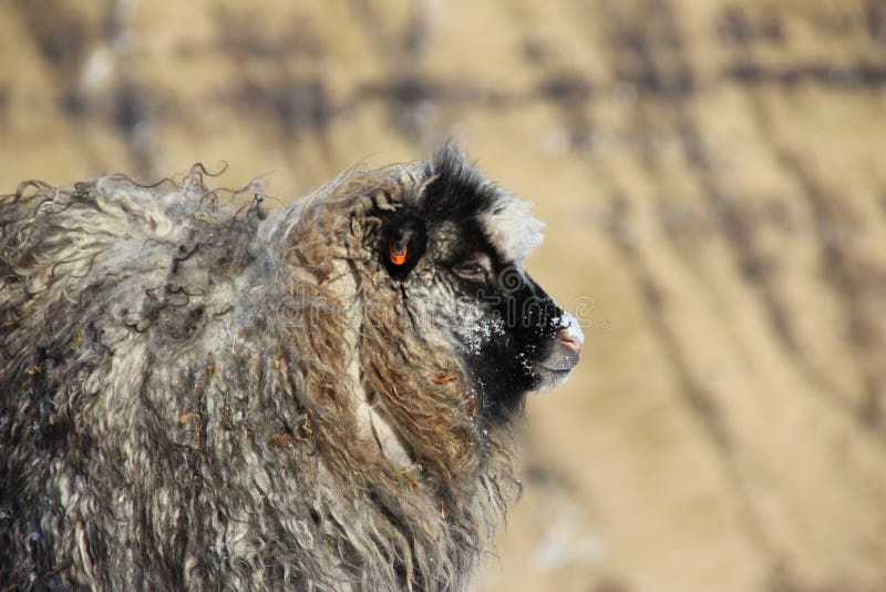 Wildlife in the North Atlantic Stock Photo - Image of beauty, island ...