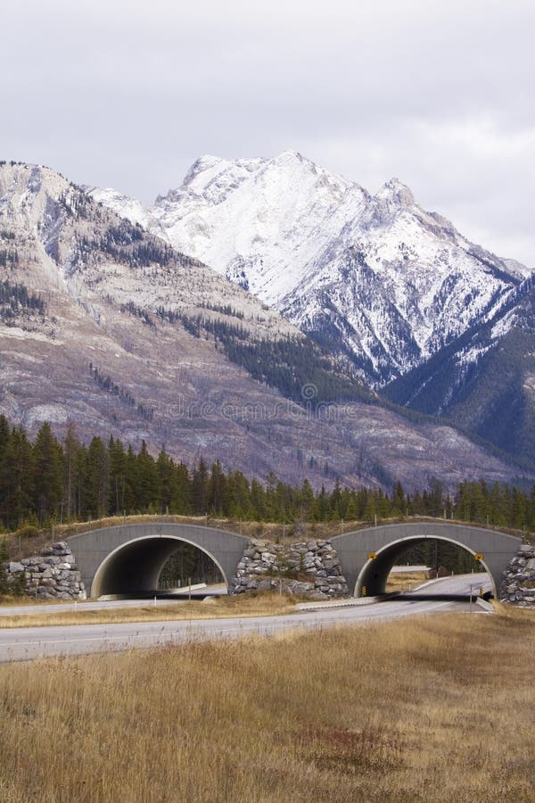 Wildlife Overpass Along Trans Canada Highway Stock Photo - Image of ...