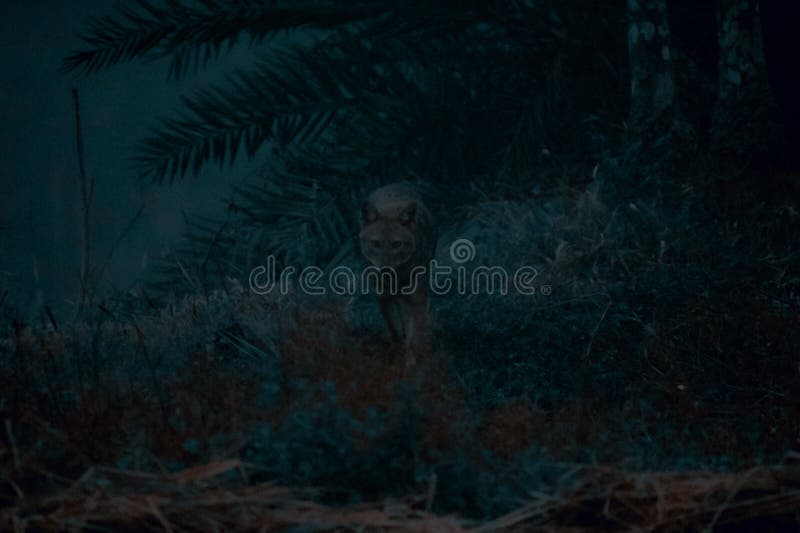 Wildlife Photo of a Fox Walk Alone in the Nature Field Cool Blue Stock ...