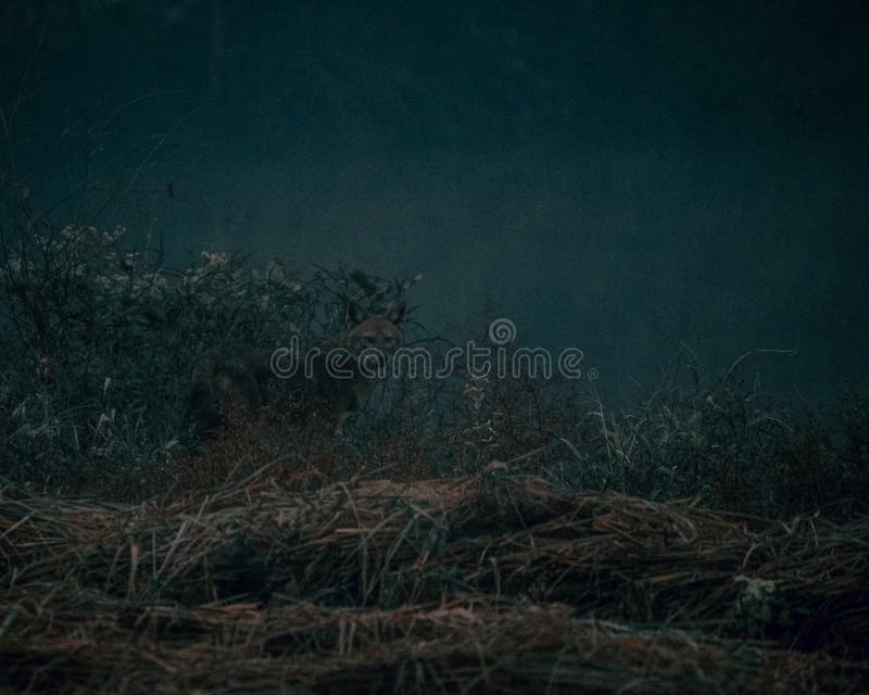 Wildlife Photo of a Fox Walk Alone in the Nature Field Cool Blue Stock ...