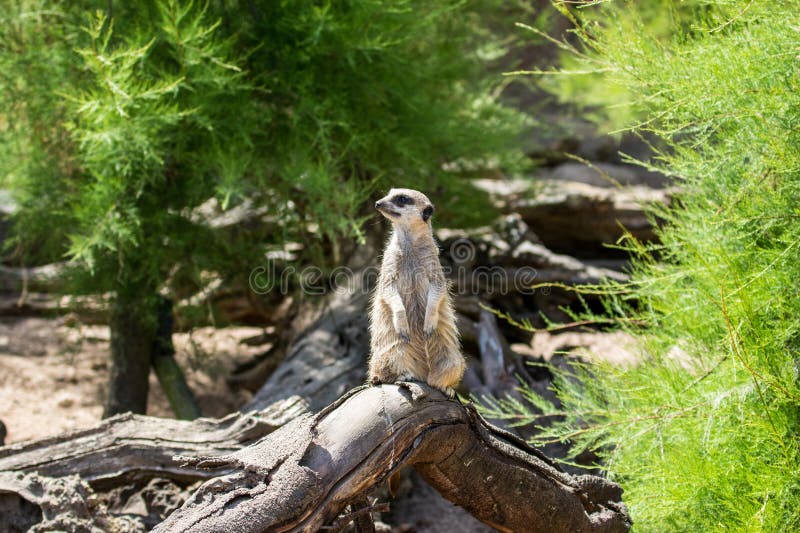 Wildlife Photo Taken during the Day Stock Image - Image of wild ...