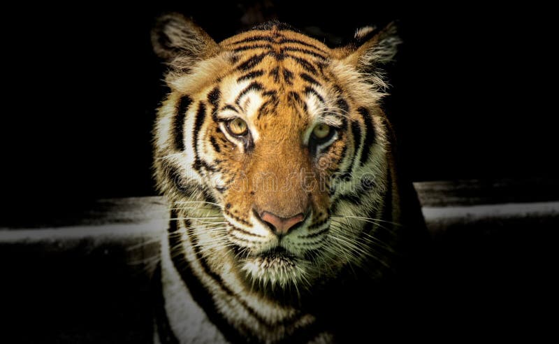 Wildlife Photography Of Tiger Picture. Image: 114603208