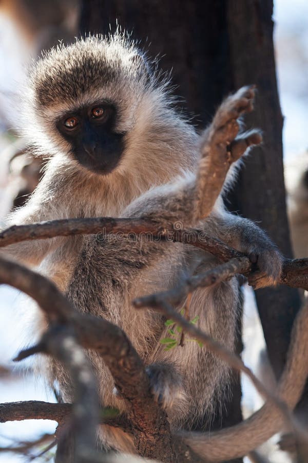 Wildlife problems stock photo. Image of primate, problems - 161851134