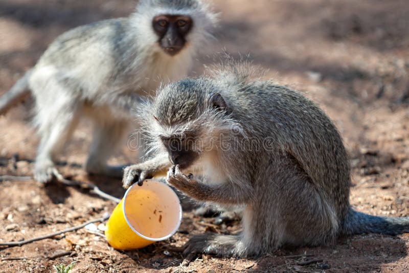 294 Weak Animals Stock Photos - Free & Royalty-Free Stock Photos from ...