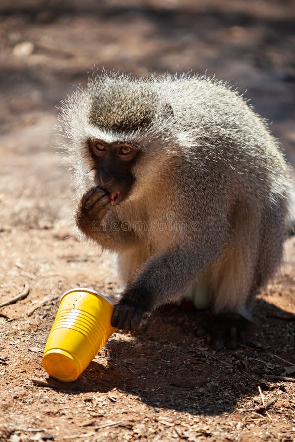 294 Weak Animals Stock Photos - Free & Royalty-Free Stock Photos from ...