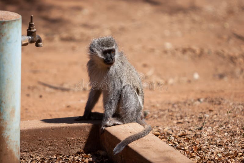 294 Weak Animals Stock Photos - Free & Royalty-Free Stock Photos from ...