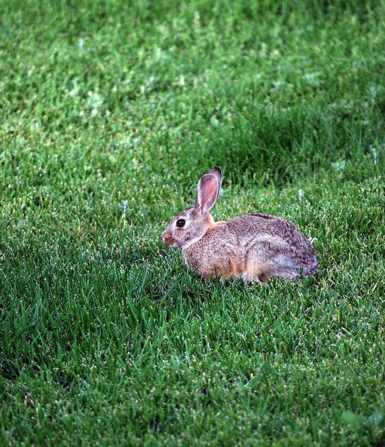Wildlife rabbit. stock photo. Image of alert, sitting - 43587832