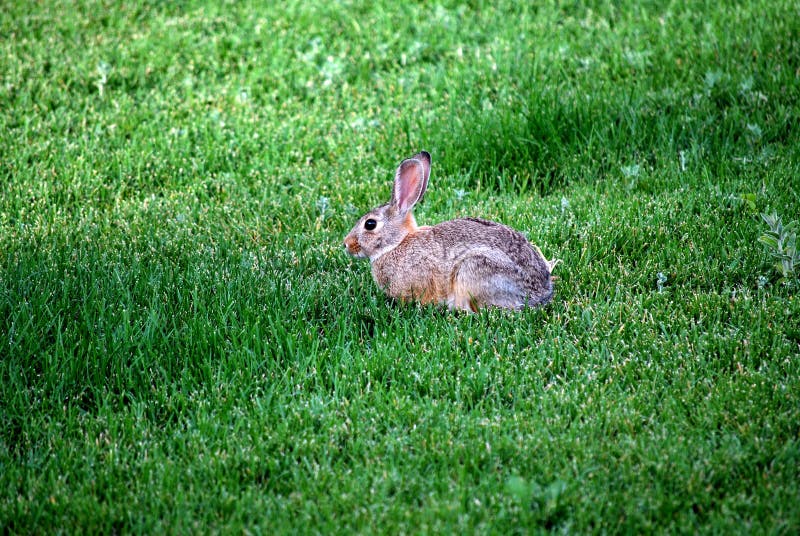 Wildlife rabbit. stock image. Image of ears, mammal, wildlife - 43587839