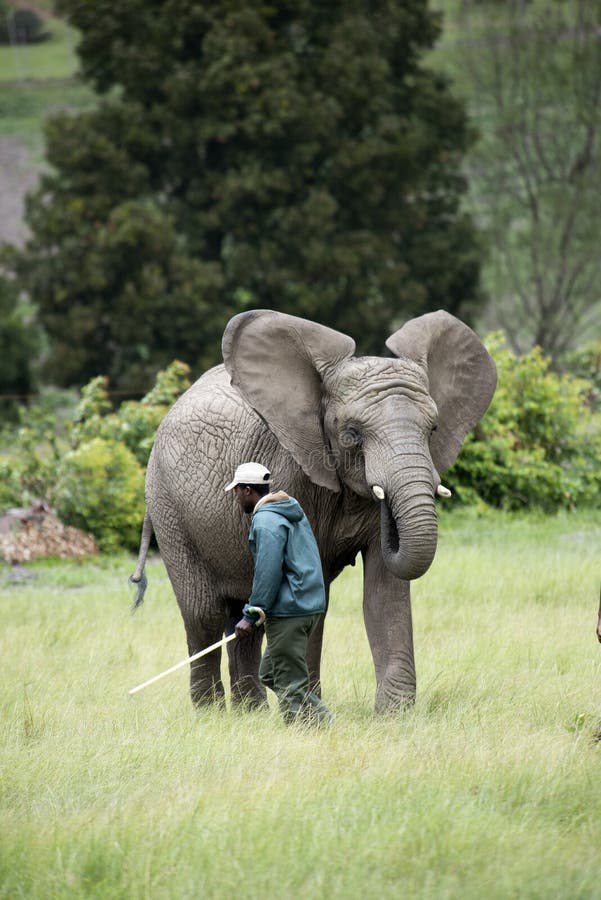 Wildlife Ranger Working with African Elephants Editorial Photo - Image ...