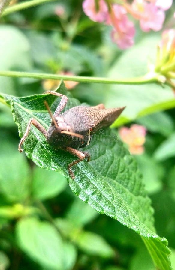 Wildlife stock image. Image of waiting, wildlife, leave - 99097849