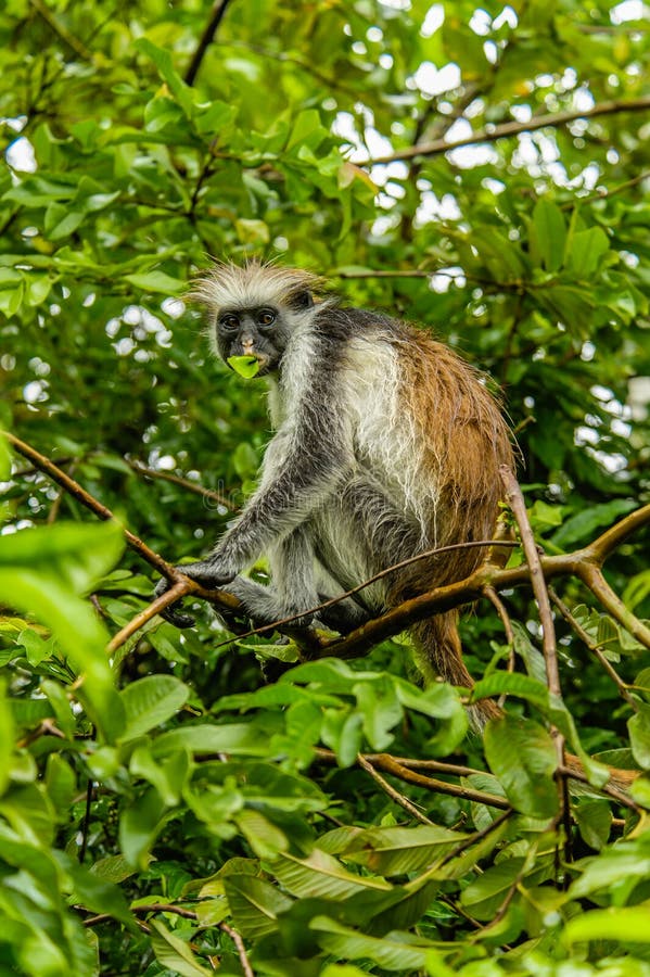 Wildlife - Red Colobus stock image. Image of wildlife - 36802159 Wildlife - Red Colobus stock image. Image of wildlife - 36802159
