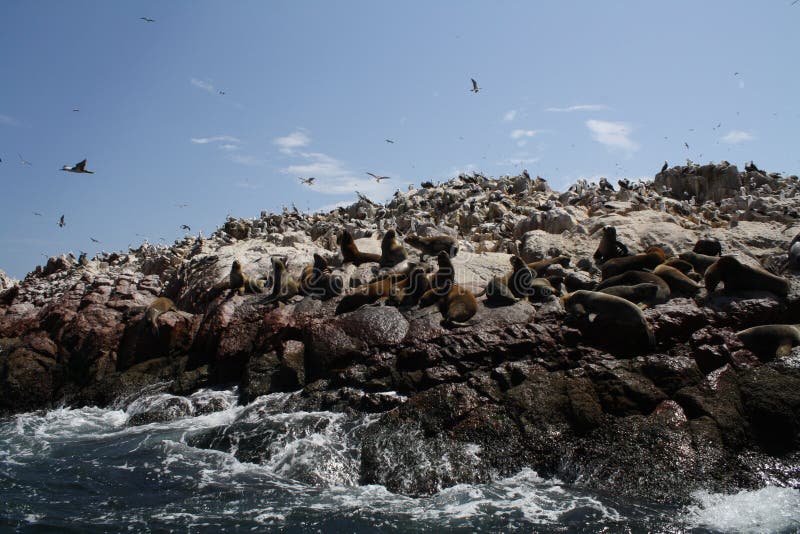 Wildlife on Rocks stock image. Image of nature, seagull - 19600857