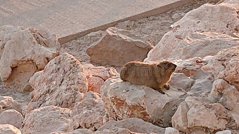 Wildlife , Rocks, Animal, Sea, Mountain Stock Image - Image of mountain ...