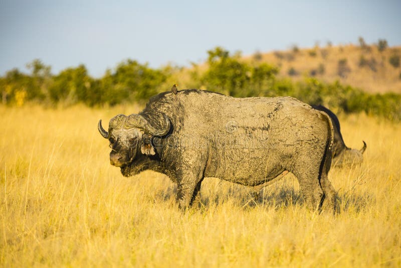 The Wildlife of Savuti Marsh Stock Image - Image of wildlife, savuti ...