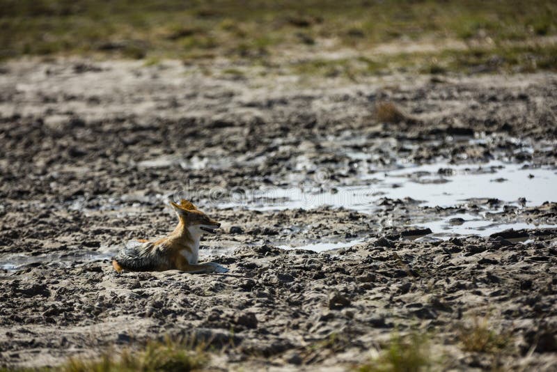 The Wildlife of Savuti Marsh Stock Image - Image of wildlife, savuti ...