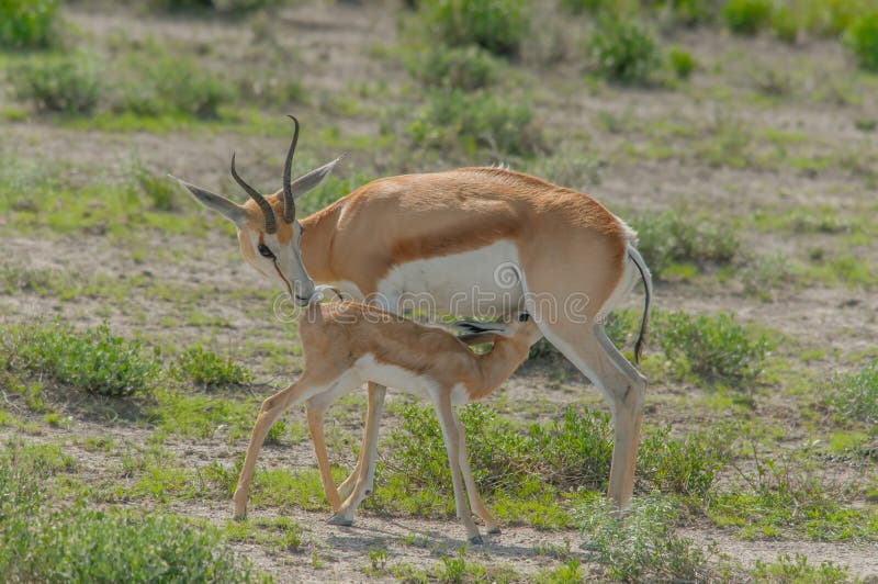 Wildlife - Springbok stock image. Image of national, antelope - 39059347