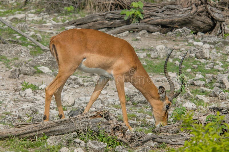 Wildlife - Springbok stock image. Image of landscape - 39059341