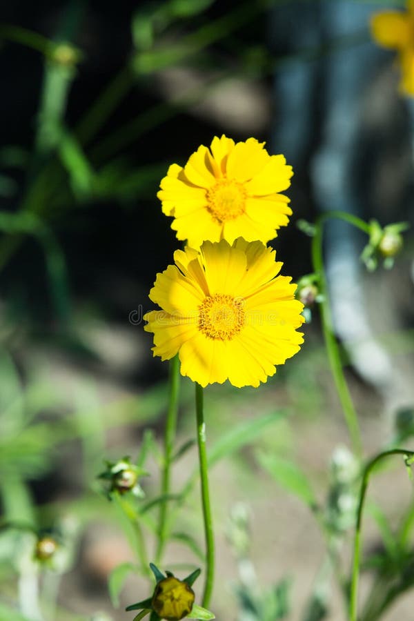 Wildlife, Summer Time. Flowering Yellow Decorative Daisy, Coreopsis ...